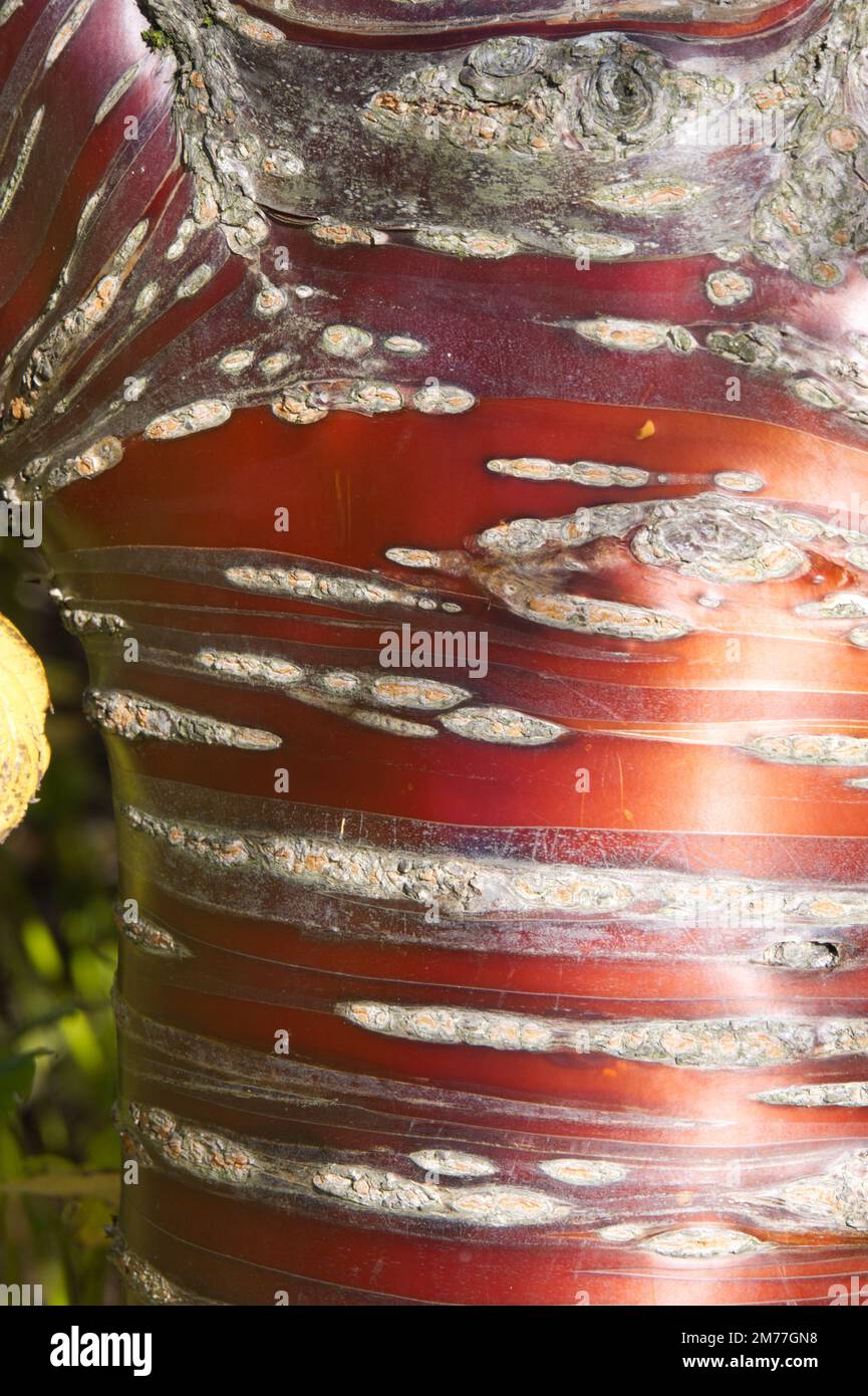 Prunus serrula tree bark hi-res stock photography and images - Alamy