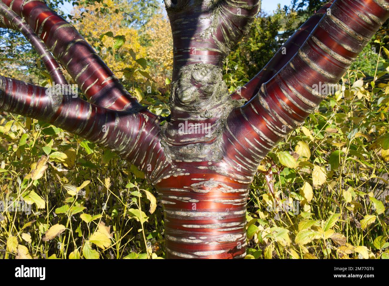 Prunus serrula leaves hi-res stock photography and images - Alamy