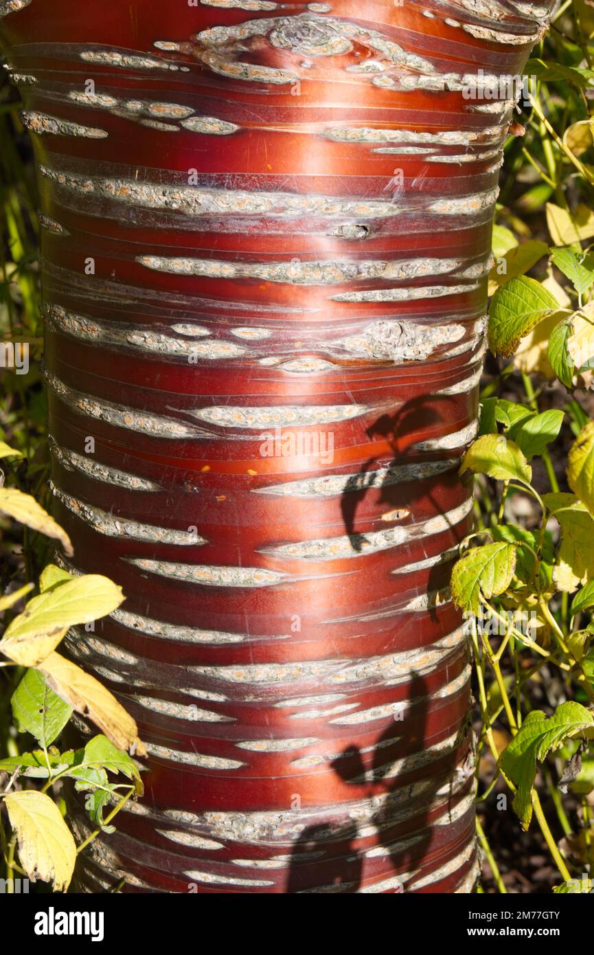 Red bark hi-res stock photography and images - Alamy