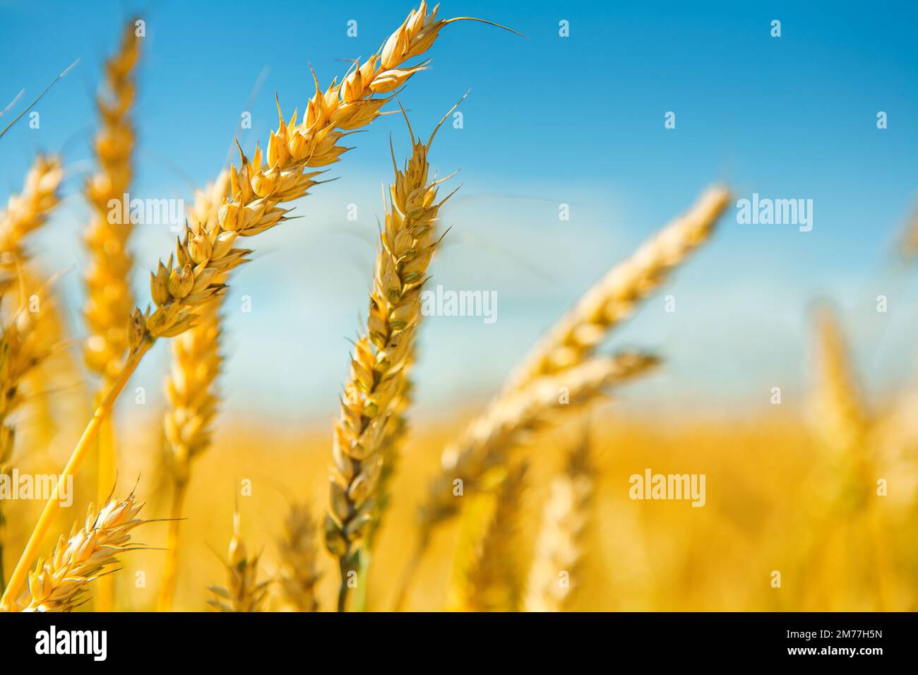 tops of wheat Stock Photo - Alamy