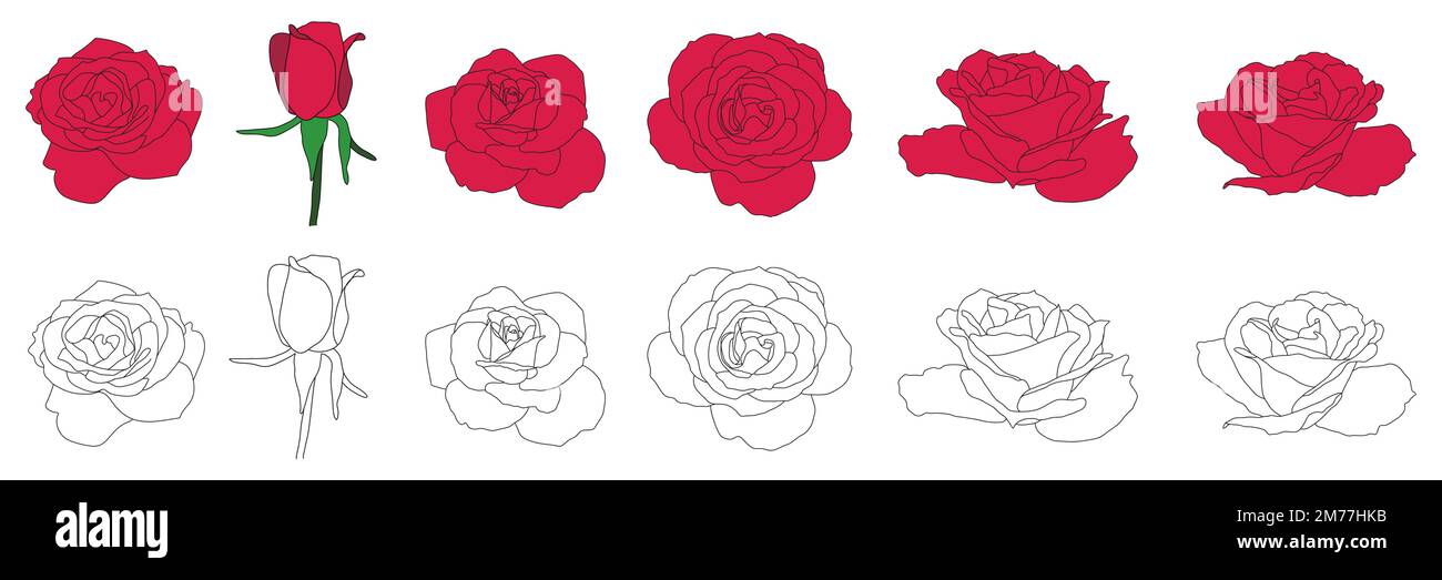Red Rose and Outline Flower Illustration Set. Isolated Collection on ...