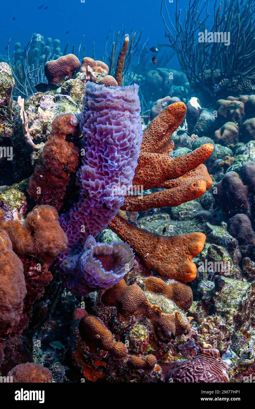 Callyspongia plicifera, the azure vase sponge, is a species of sea ...