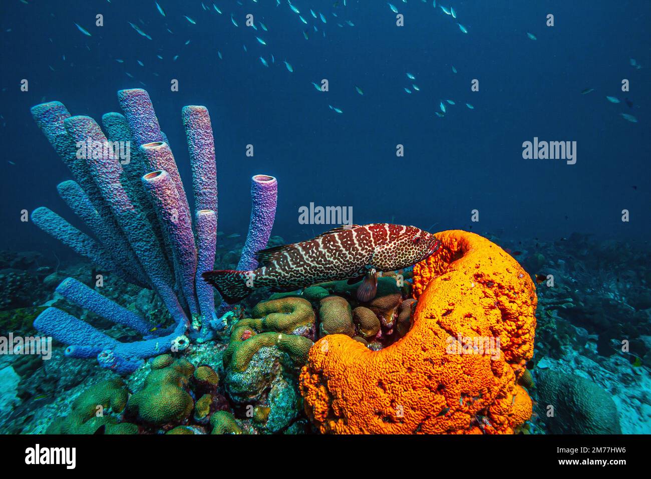 Aplysina archeri, stove-pipe sponge,tube sponge, long tube, structure ...