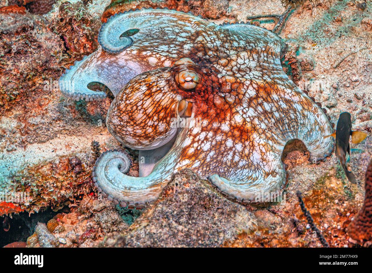 Caribbean Reef Octopus
