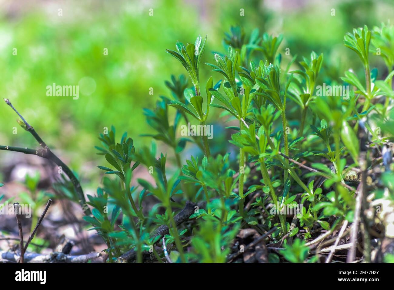 Galium aparine cleavers, clivers, goosegrass, catchweed, stickyweed ...