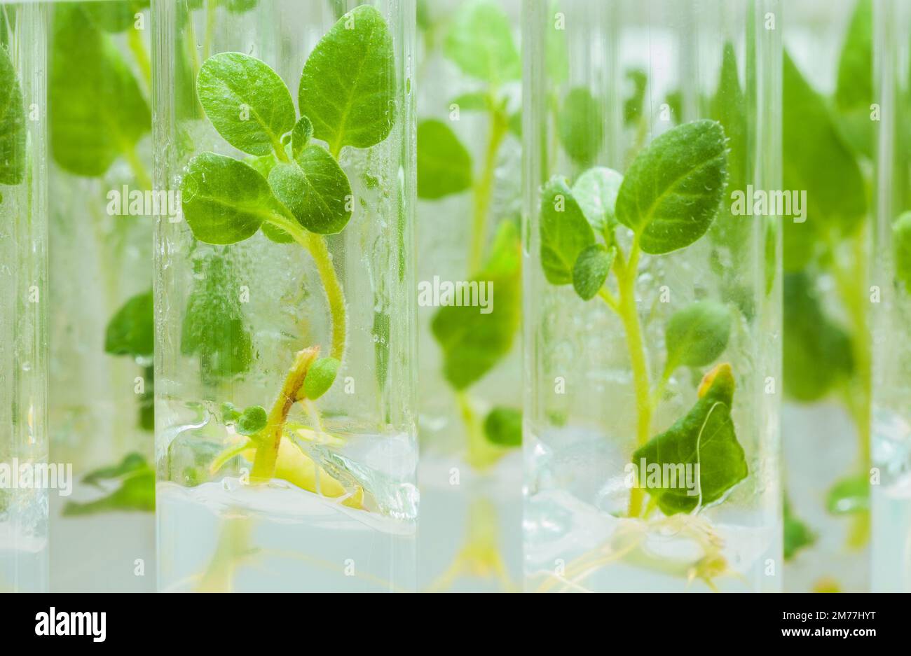 Potato experiment hi-res stock photography and images - Alamy