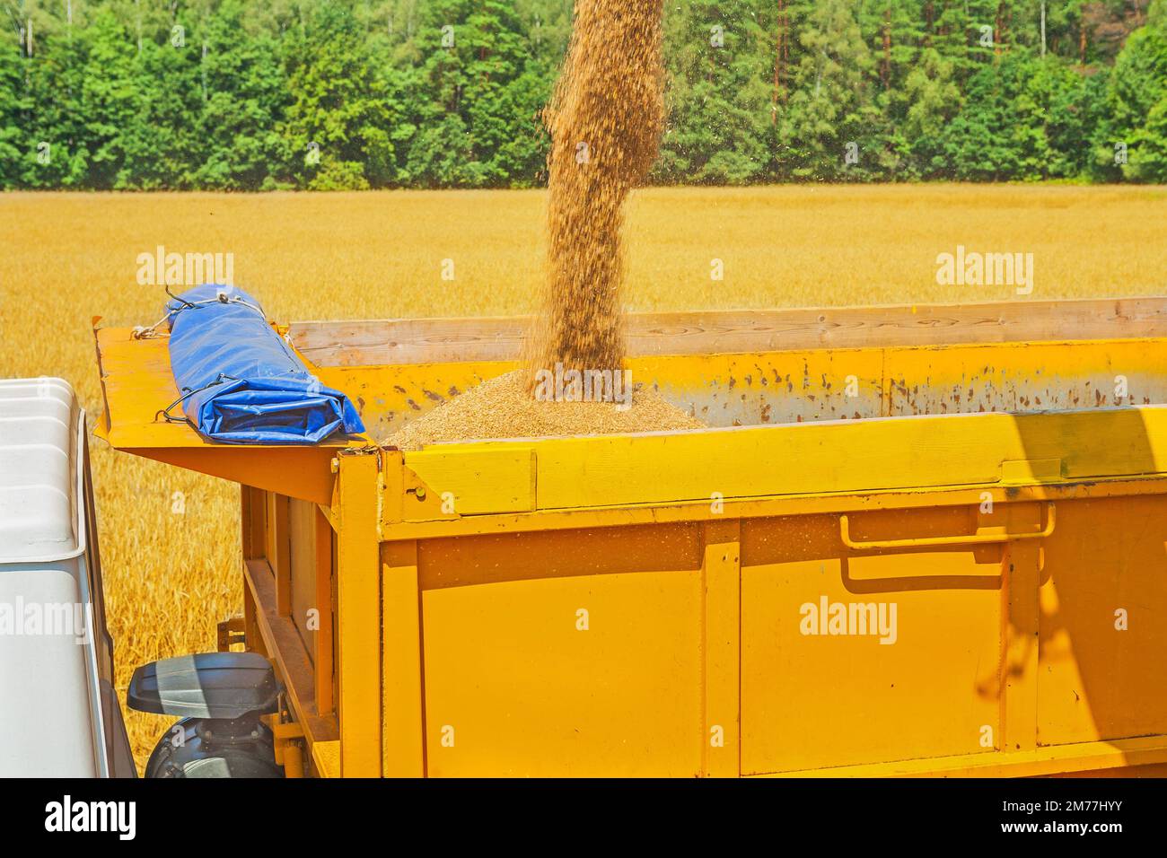 view on process of pouring wheat grains in tipper at harvesting Stock ...