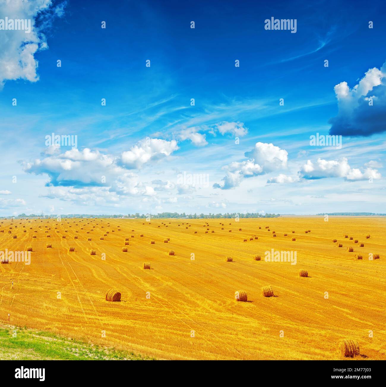 view on harvested field of wheat with many bales of straw and beautiful ...