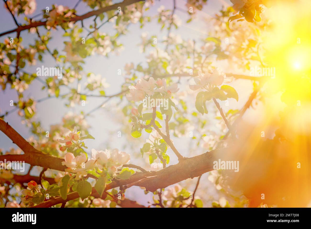 view through blossoming cone of appletree with translucent sun ...
