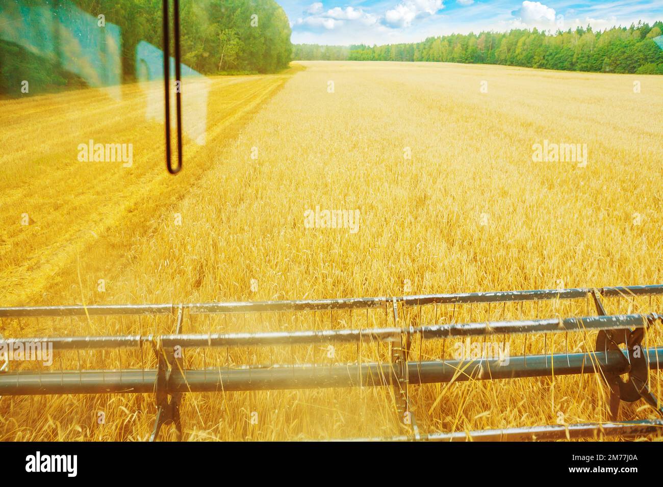 view through cabin of combine harvester in time harvesting wheat Stock ...