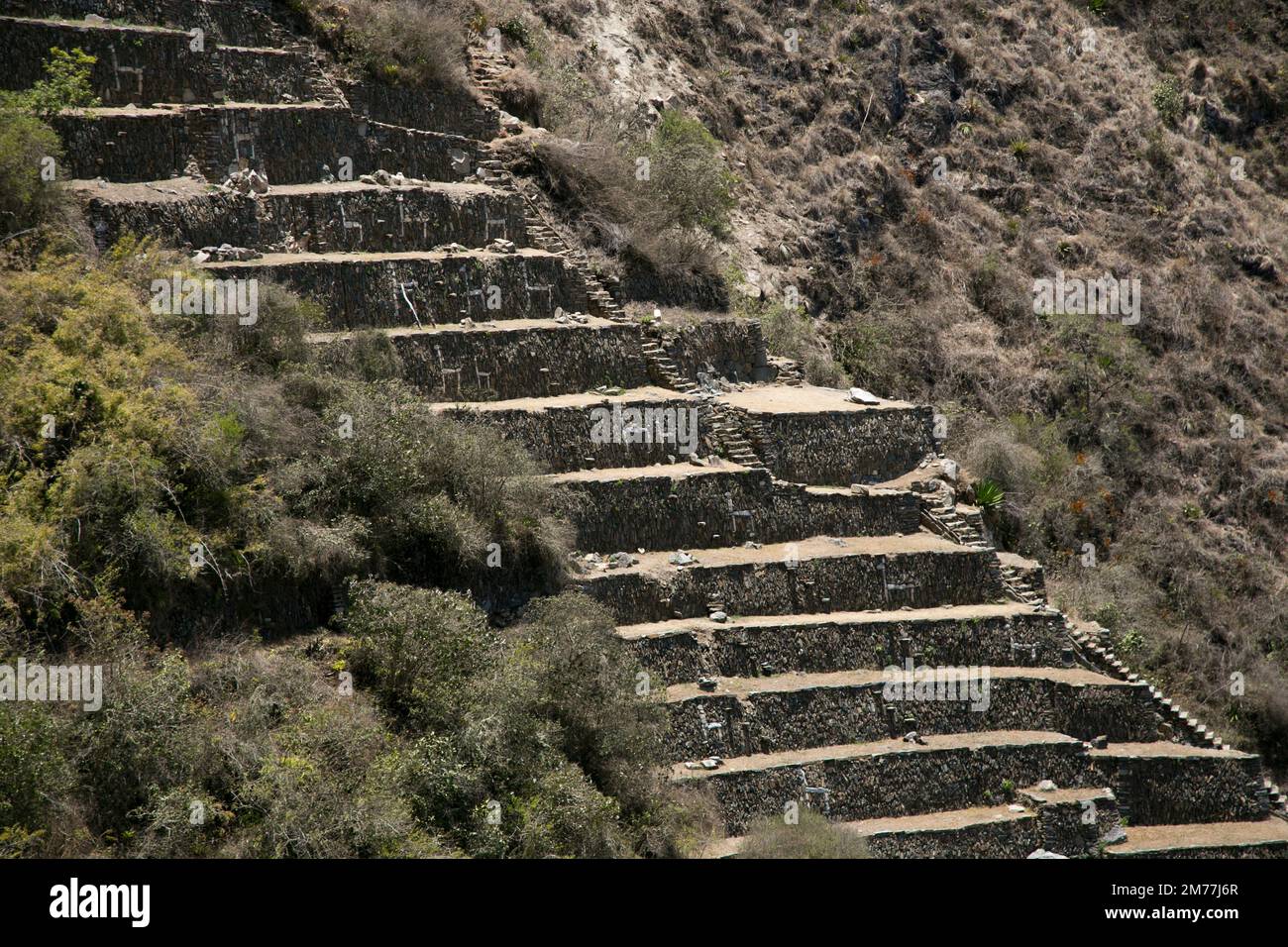 Andes terrace llamas hi-res stock photography and images - Alamy