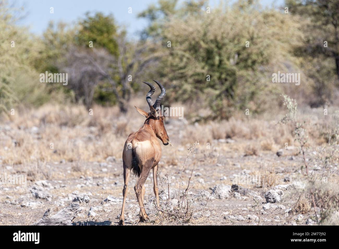Closeup of a Red Hartebeest - Alcelaphus buselaphus Caama- also known ...