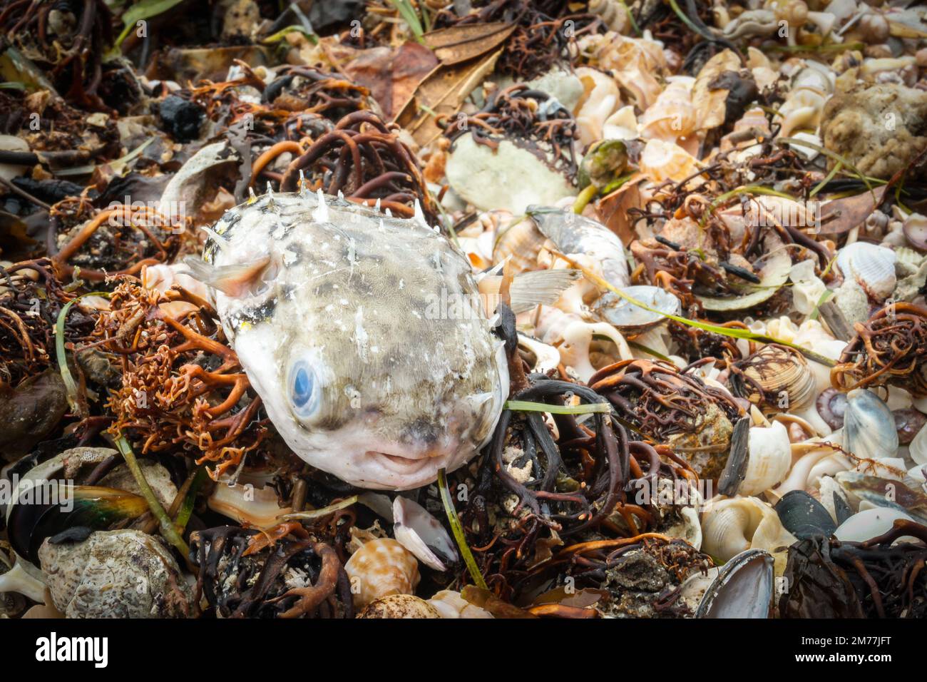 Puffer-fish washed up among seaweed and shells after storm on beach at ...