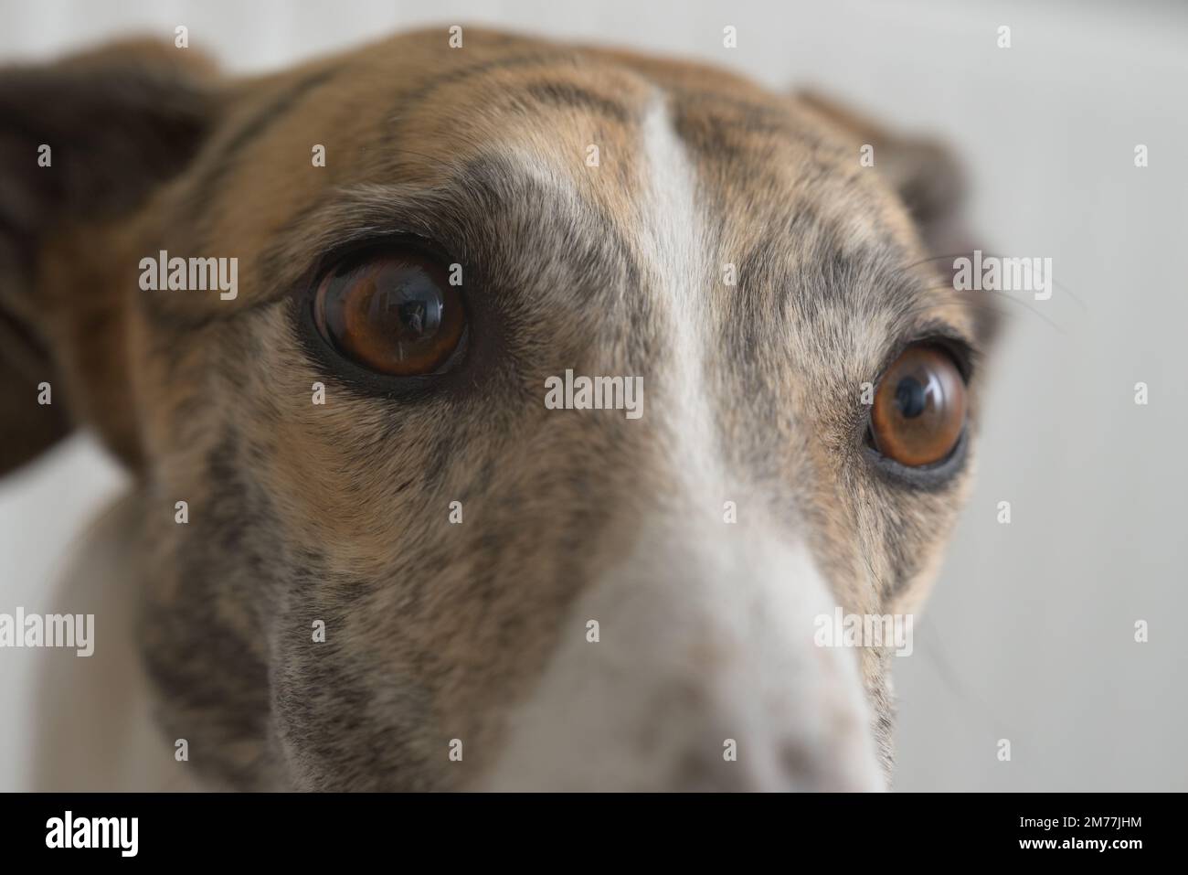 Horizontal portrait of pet dog greyhound. Sight hound with big eyes ...