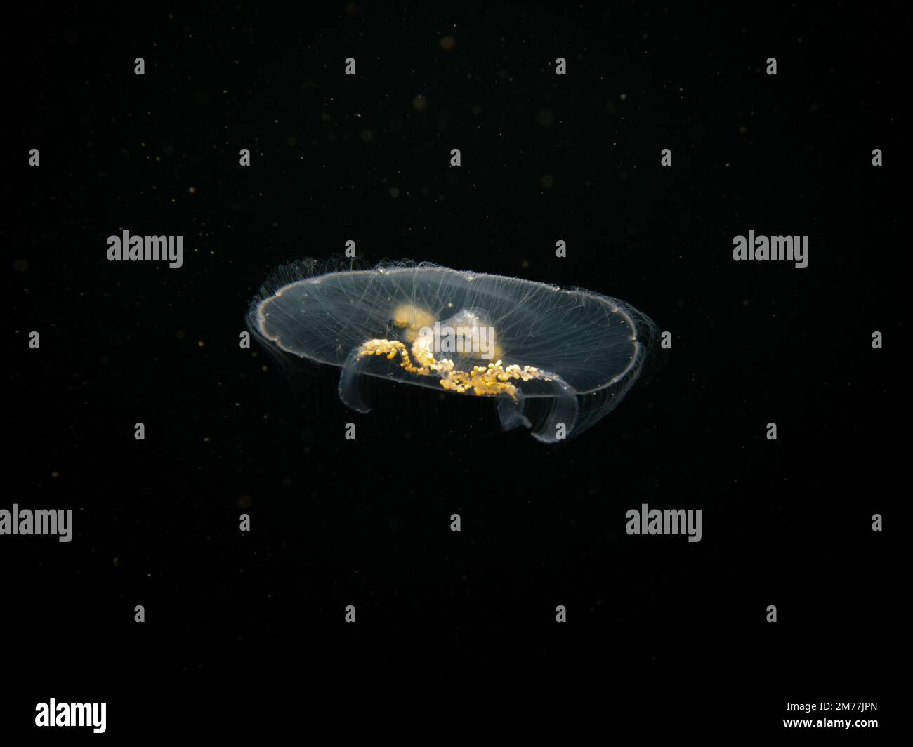 A Moon jellyfish or Aurelia aurita with black seawater background ...