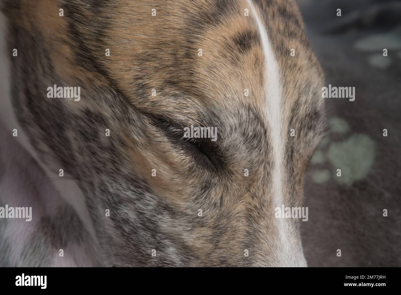White brindle greyhound sleeps with eyes closed on fleece dog blanket ...