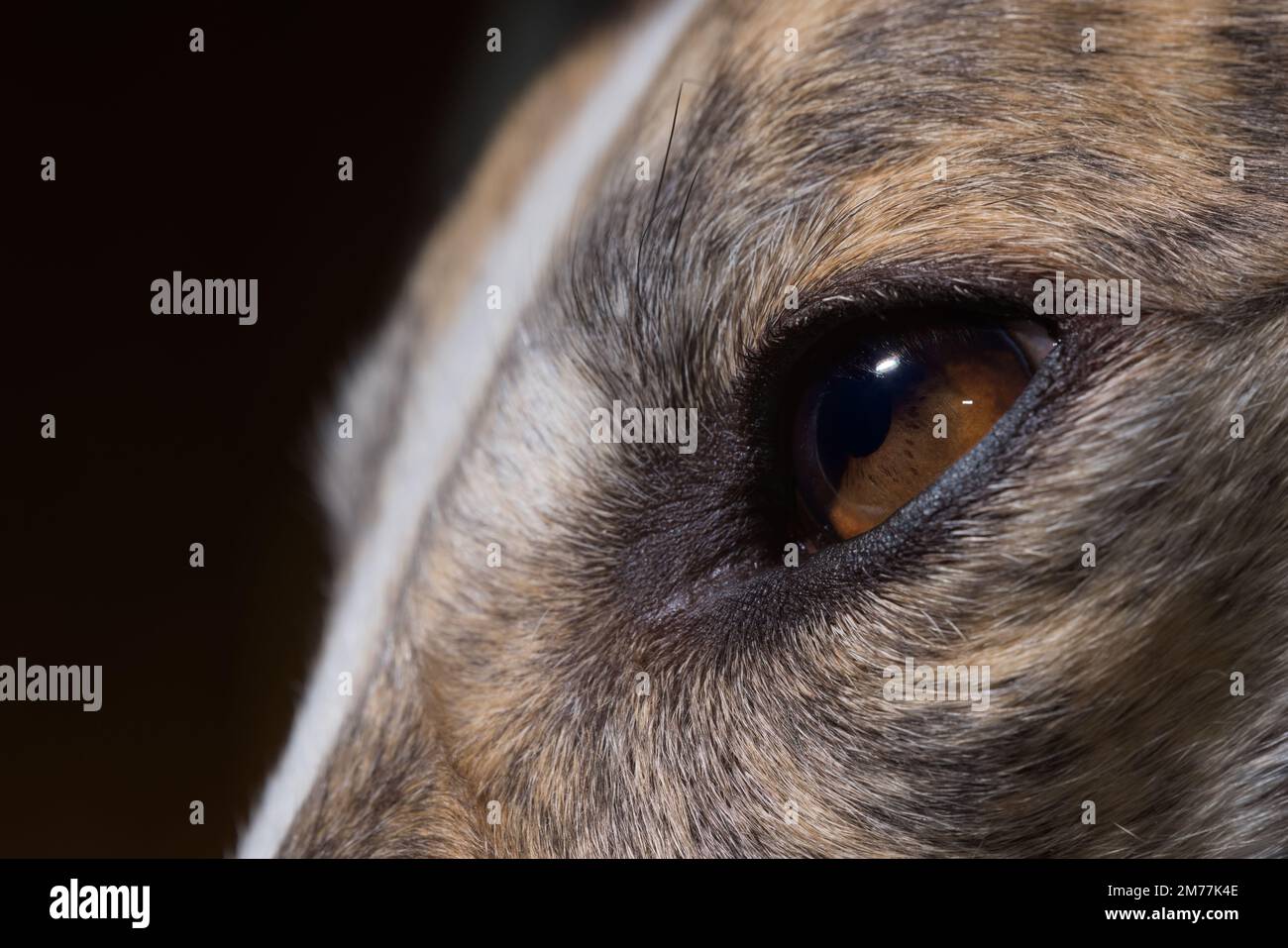 High contrast detail of pet dogs eye against plain dark background ...