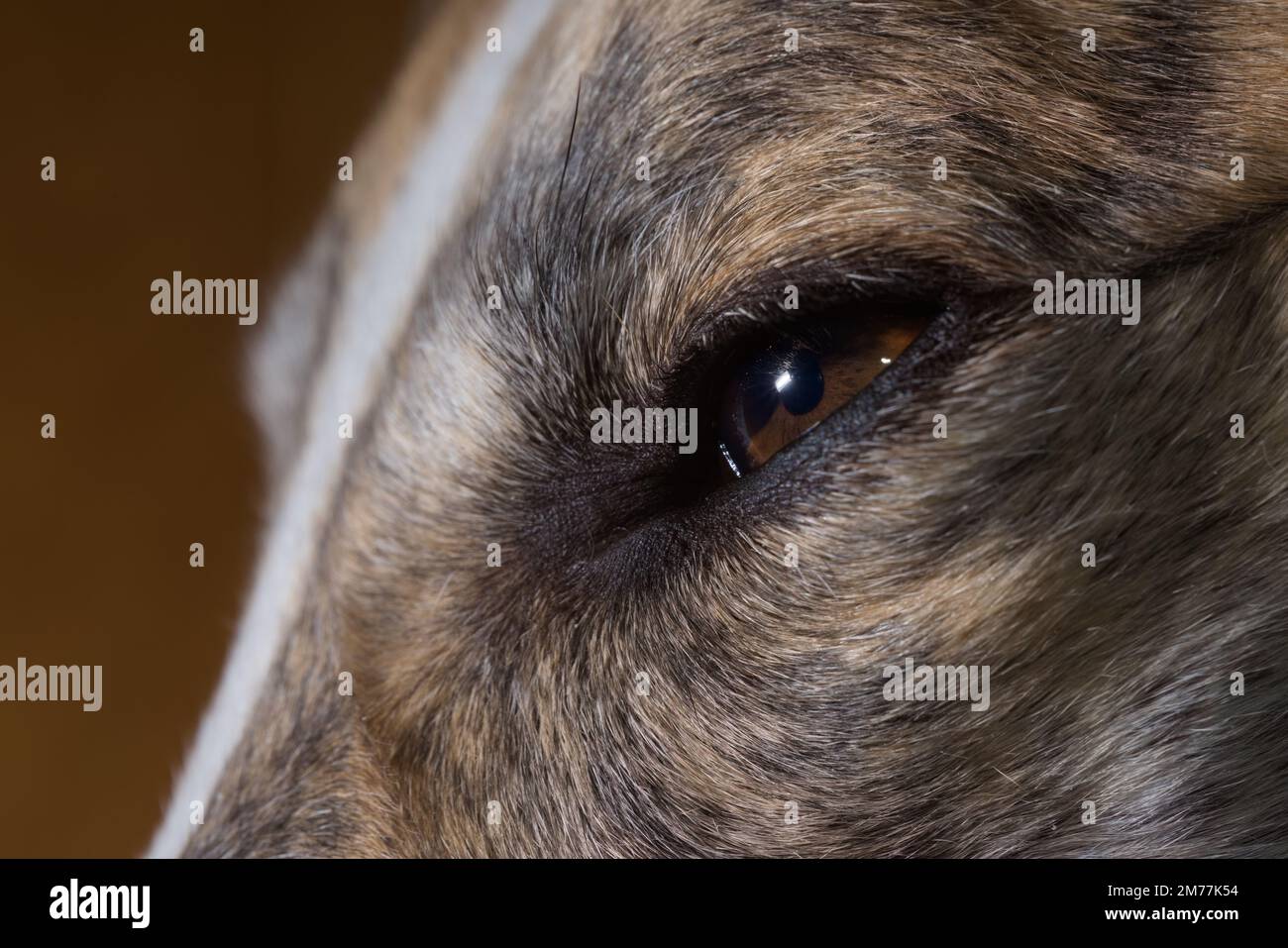 Greyhound squints at bright light shining. Super macro detail ...