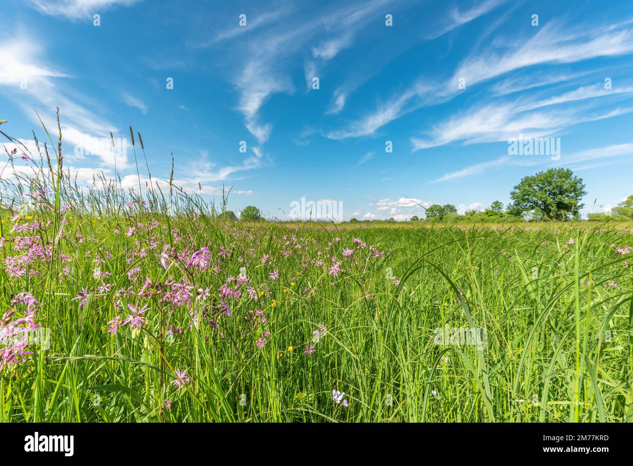 Natural meadow with pink spring flowers. Alsace, France Stock Photo - Alamy