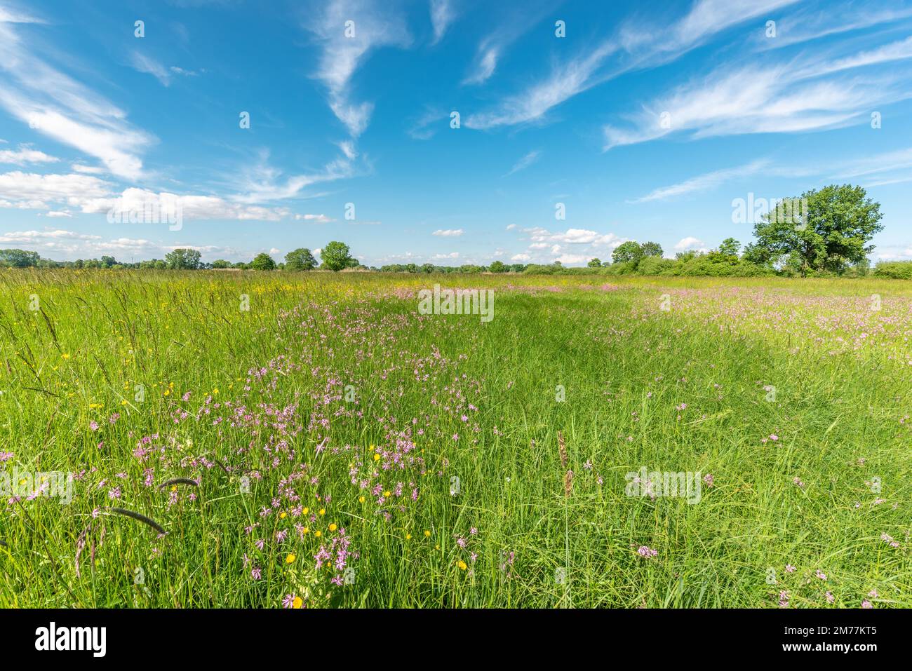 Natural meadow with pink spring flowers. Alsace, France Stock Photo - Alamy