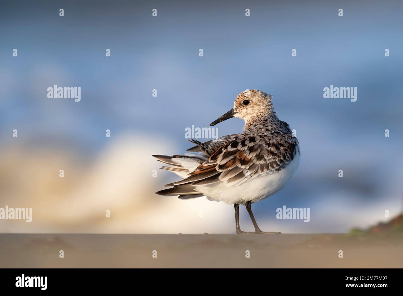The sanderling (Calidris alba) small wading bird Stock Photo - Alamy