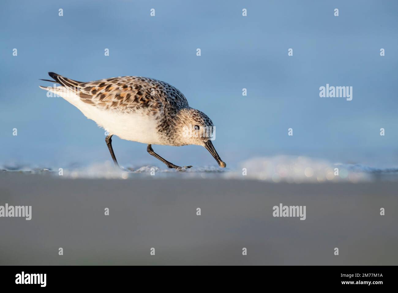 The sanderling (Calidris alba) small wading bird Stock Photo - Alamy
