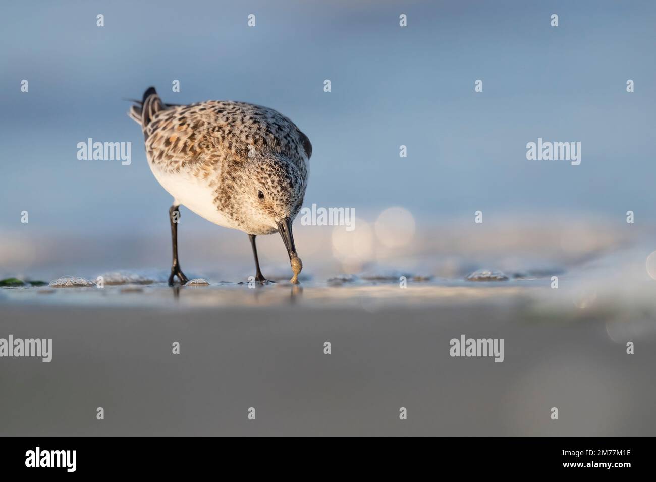 The sanderling (Calidris alba) small wading bird Stock Photo - Alamy