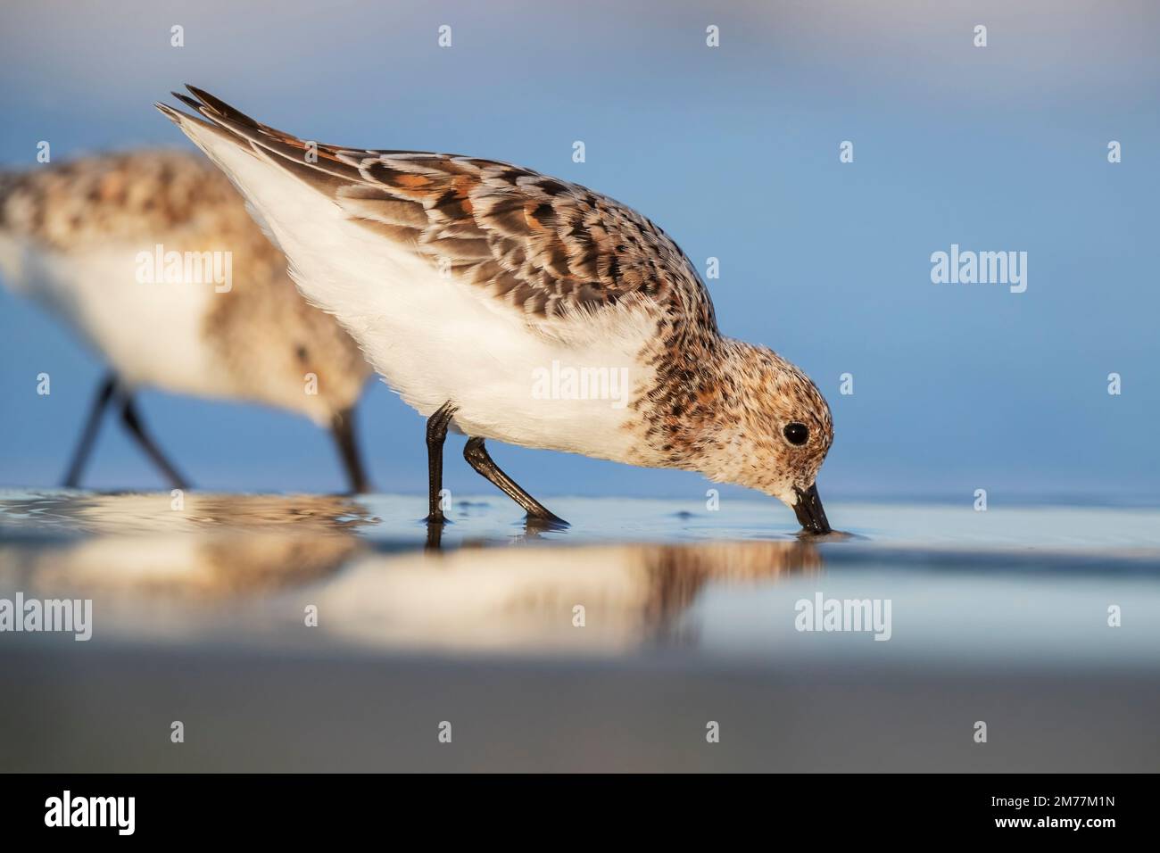 The sanderling (Calidris alba) small wading bird Stock Photo - Alamy