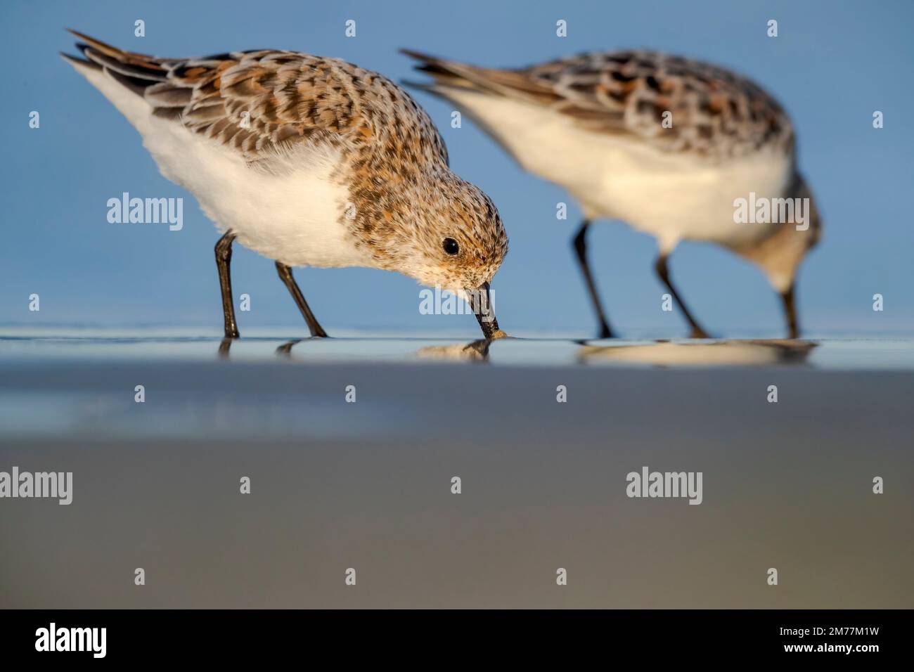 The sanderling (Calidris alba) small wading bird Stock Photo - Alamy