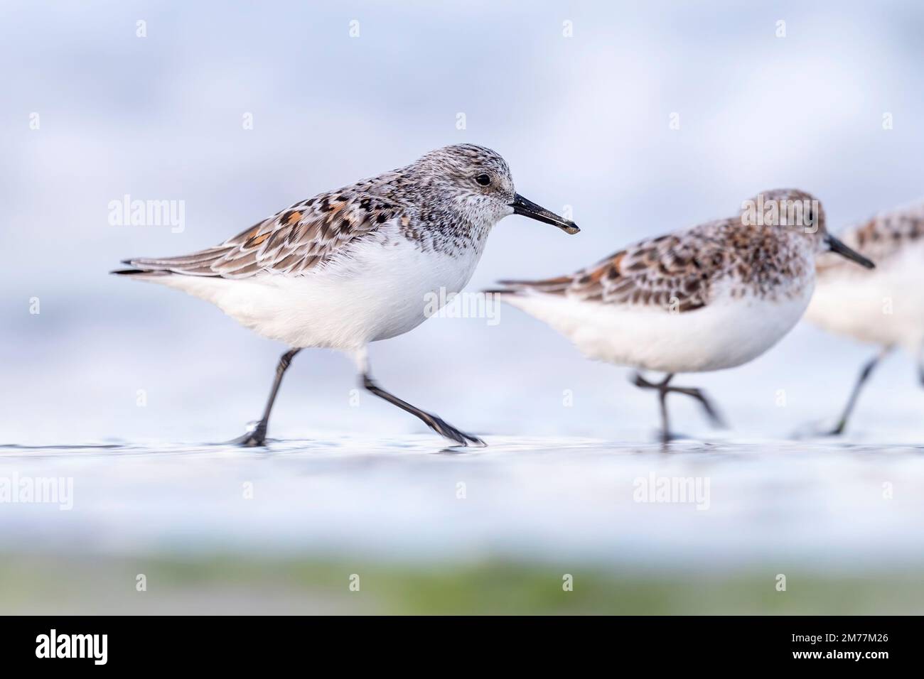 The sanderling (Calidris alba) small wading bird Stock Photo - Alamy