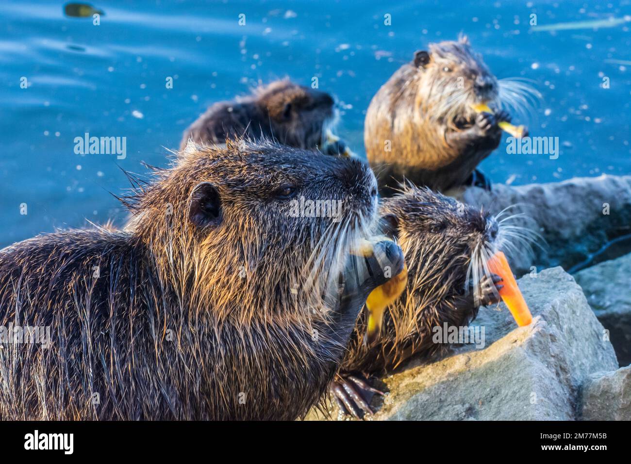 Nutria myocastor coypus in zlinsky hi-res stock photography and images ...