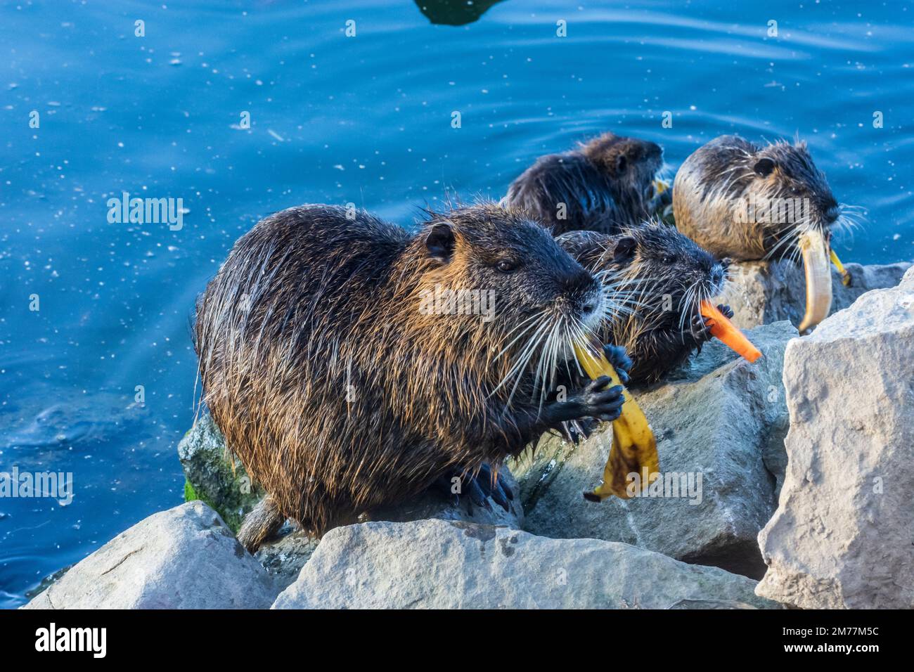 Nutria myocastor coypus in zlinsky hi-res stock photography and images ...