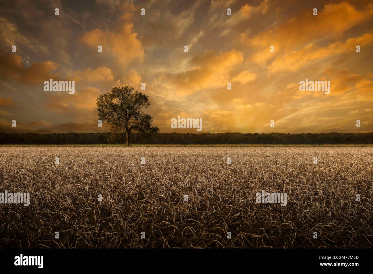 Tree in field at sunset Stock Photo - Alamy