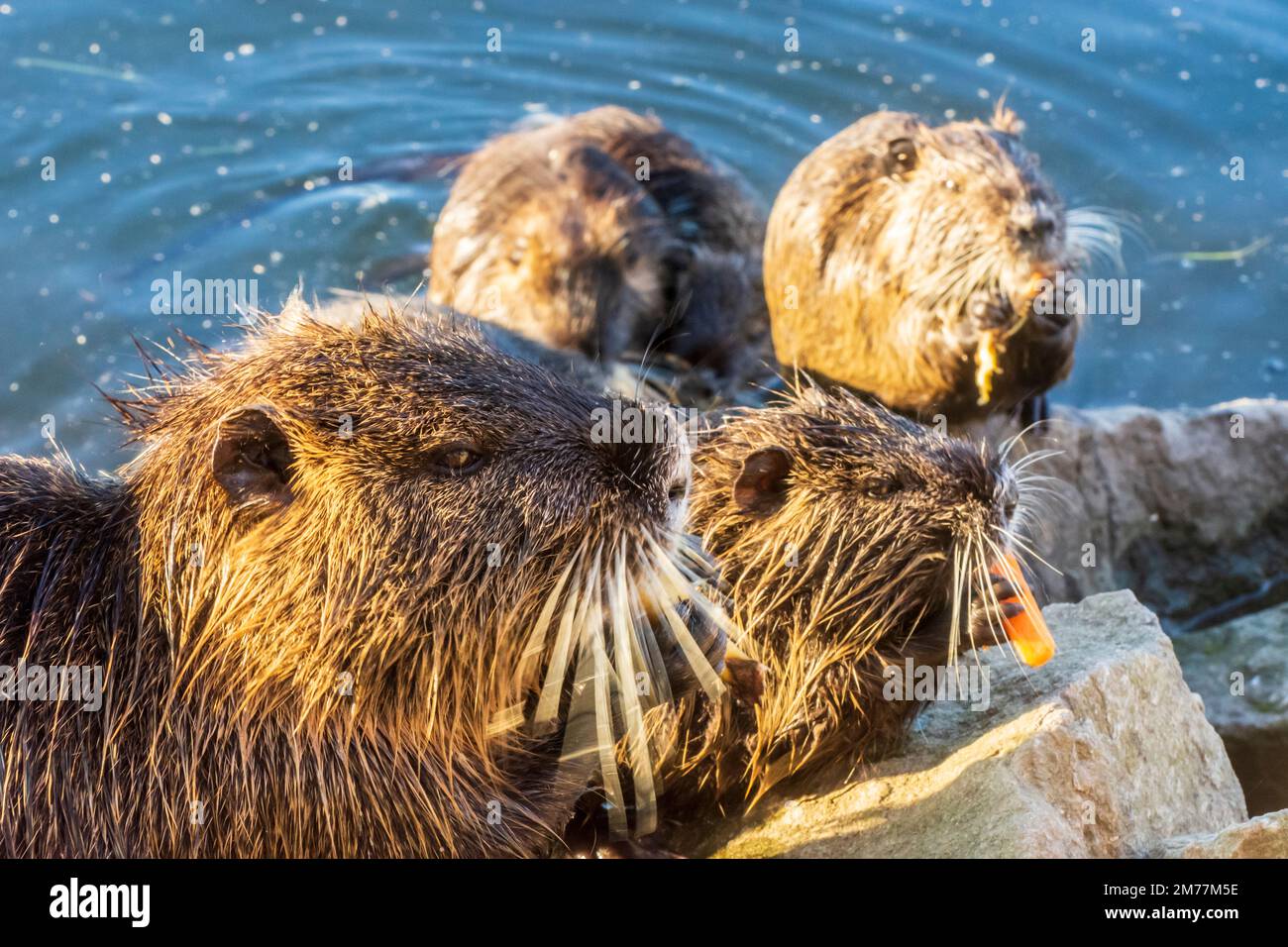 Nutria myocastor coypus in zlinsky hi-res stock photography and images ...