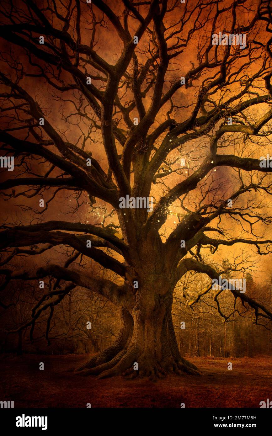 Woodland tree at sunset (2 Stock Photo - Alamy