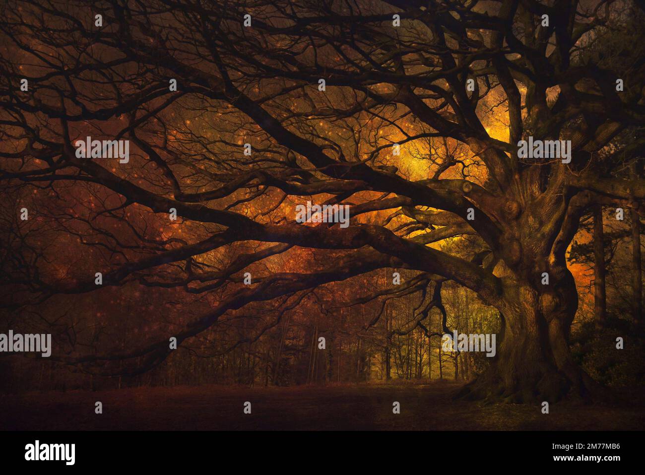 Tree at Sunset (1 Stock Photo - Alamy