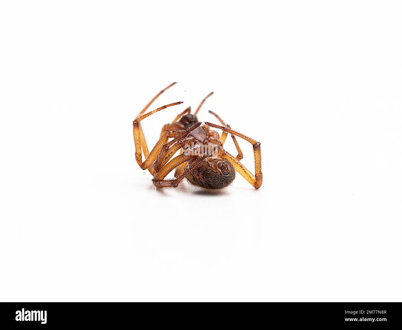 Close up of dead deadly spider isolated on white background Stock Photo ...