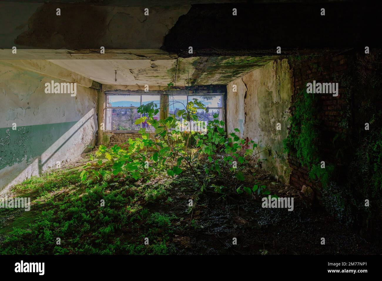 Old disused overgrown moss hi-res stock photography and images - Alamy