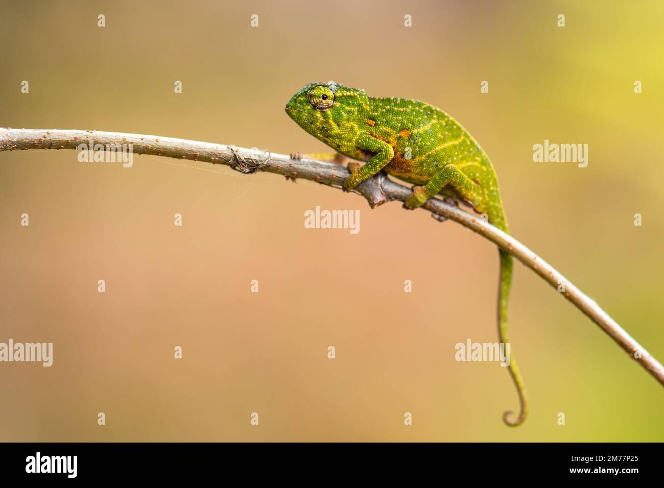 Canopy chameleon - Furcifer willsii, beautiful colored chameleon ...