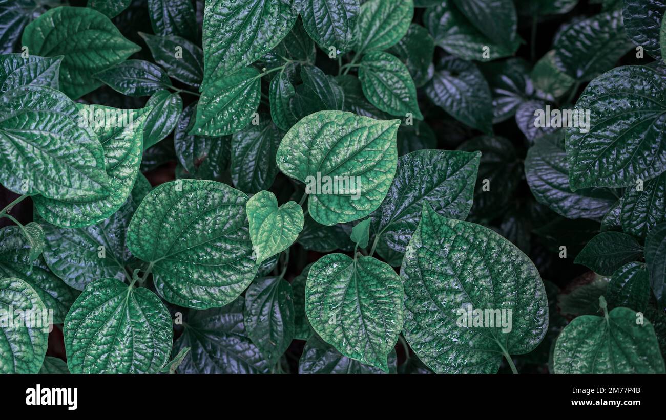 Image Background of green Leaves, Betel of the autumn leaves for ...