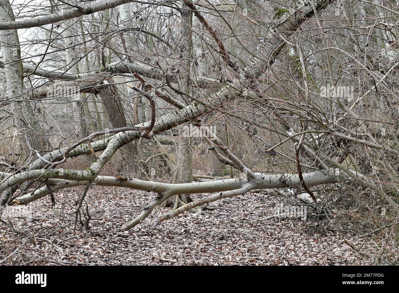 Prater wilderness hi-res stock photography and images - Alamy