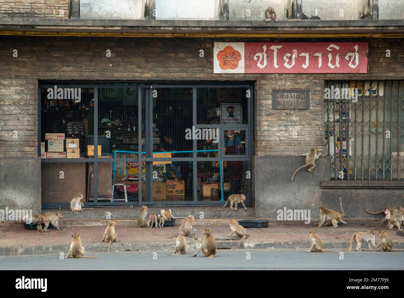 wild macaque monkeys in the City of Lopburi in the Province of Lopburi ...