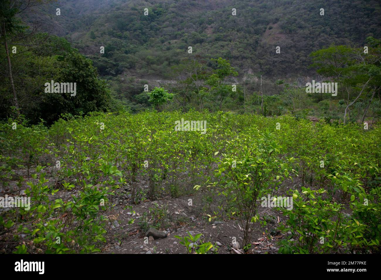Organic plantation of coca plants in the Peruvian jungle. Farmer ...