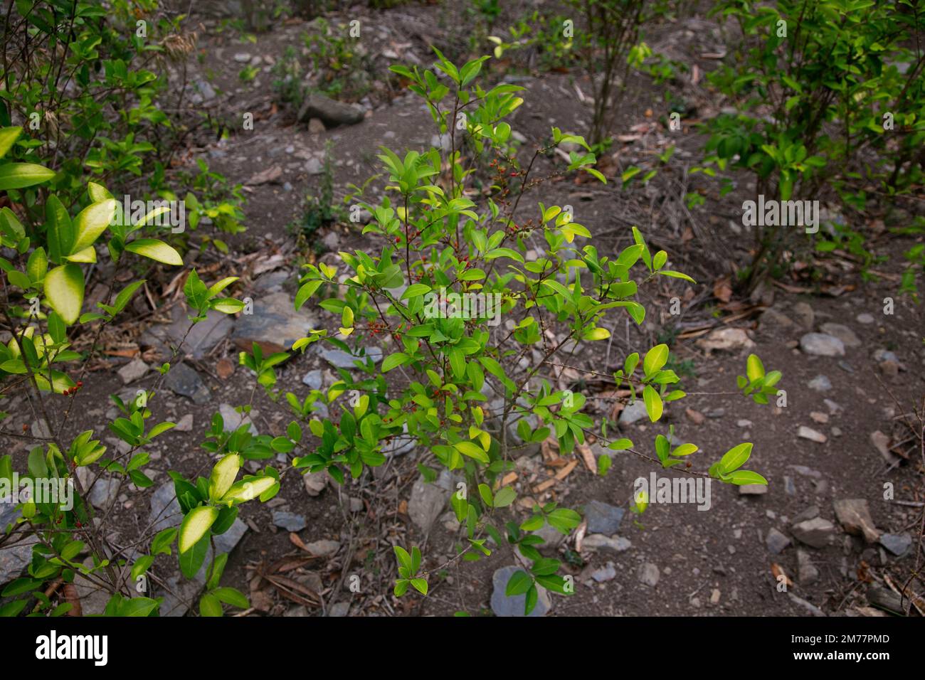 Organic plantation of coca plants in the Peruvian jungle. Farmer ...