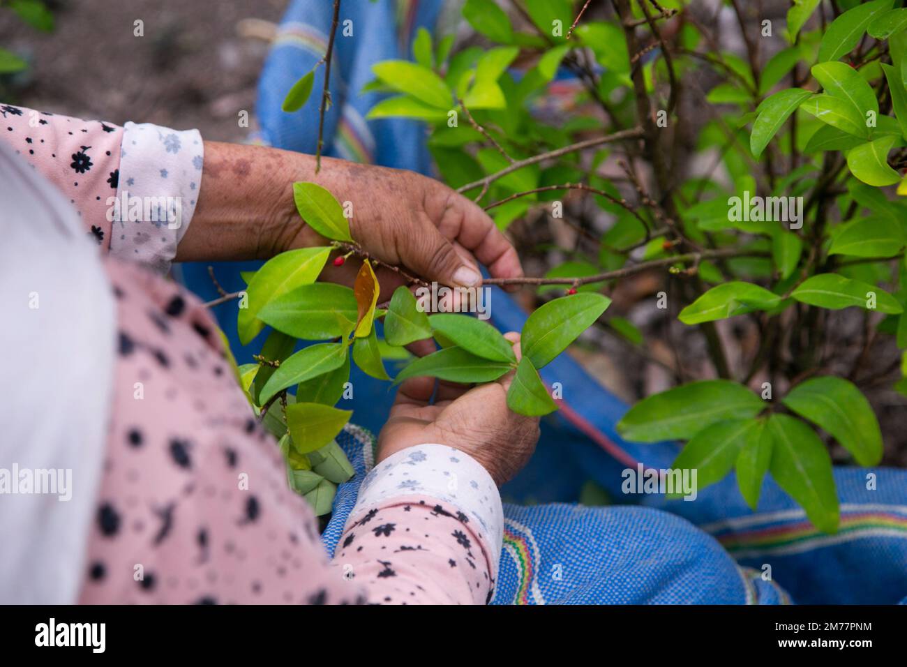 Organic plantation of coca plants in the Peruvian jungle. Farmer ...