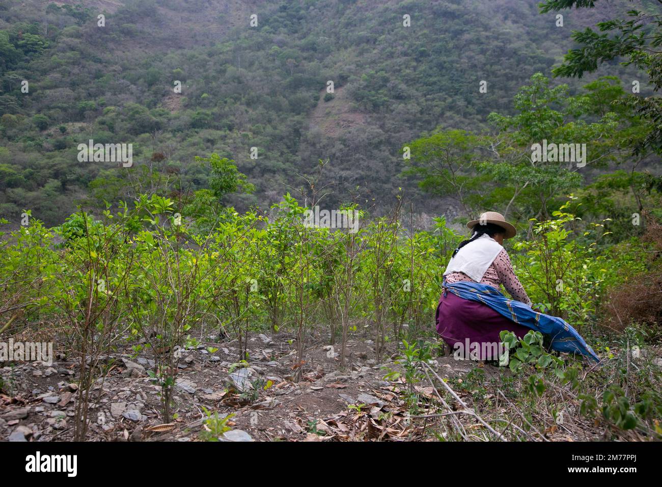 Organic plantation of coca plants in the Peruvian jungle. Farmer ...