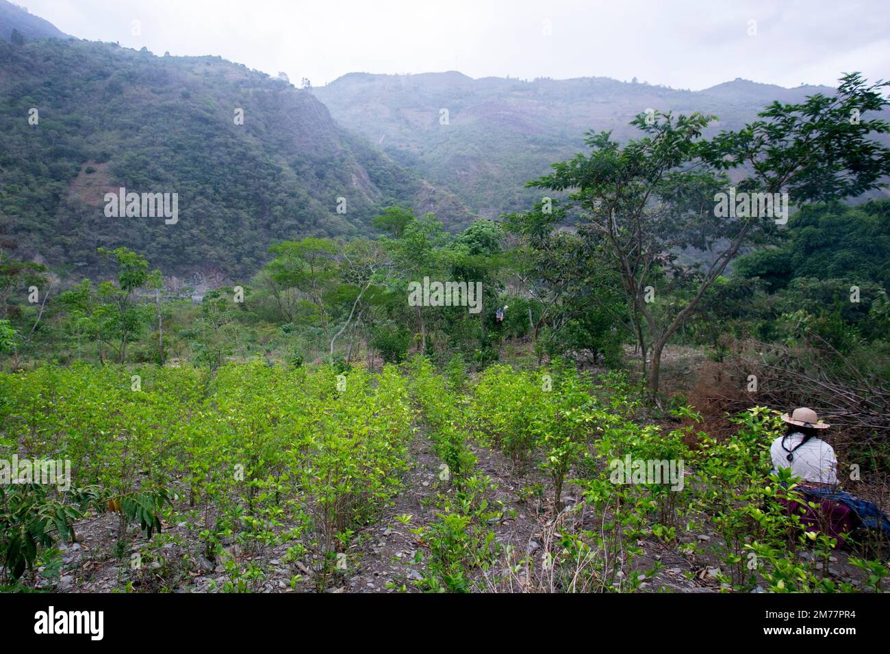 Organic plantation of coca plants in the Peruvian jungle. Farmer ...