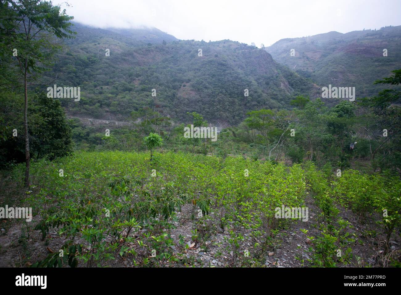 Organic plantation of coca plants in the Peruvian jungle. Farmer ...