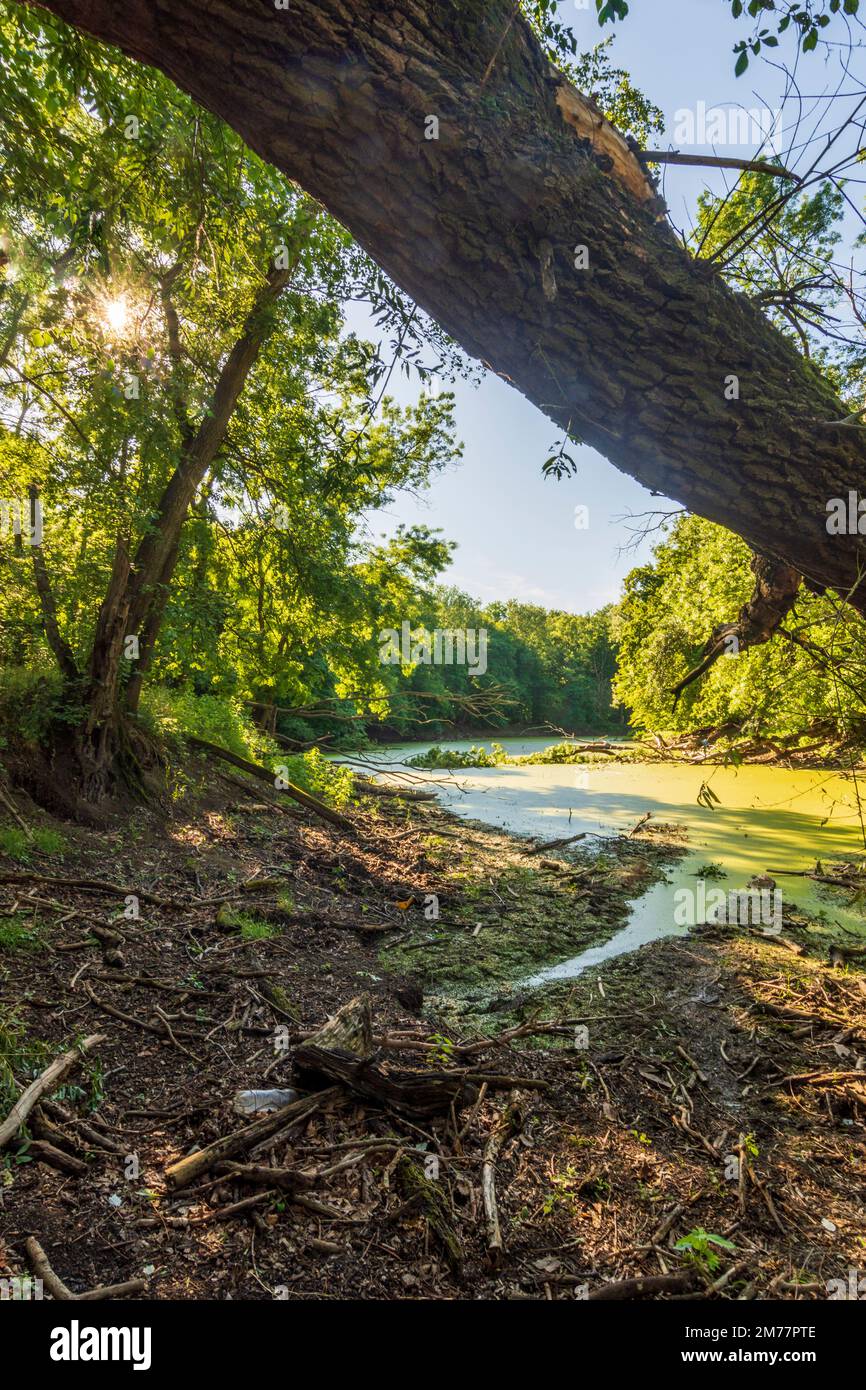 Sekule (Sekeln): wetland oxbow lake of river Morava (March) in ...