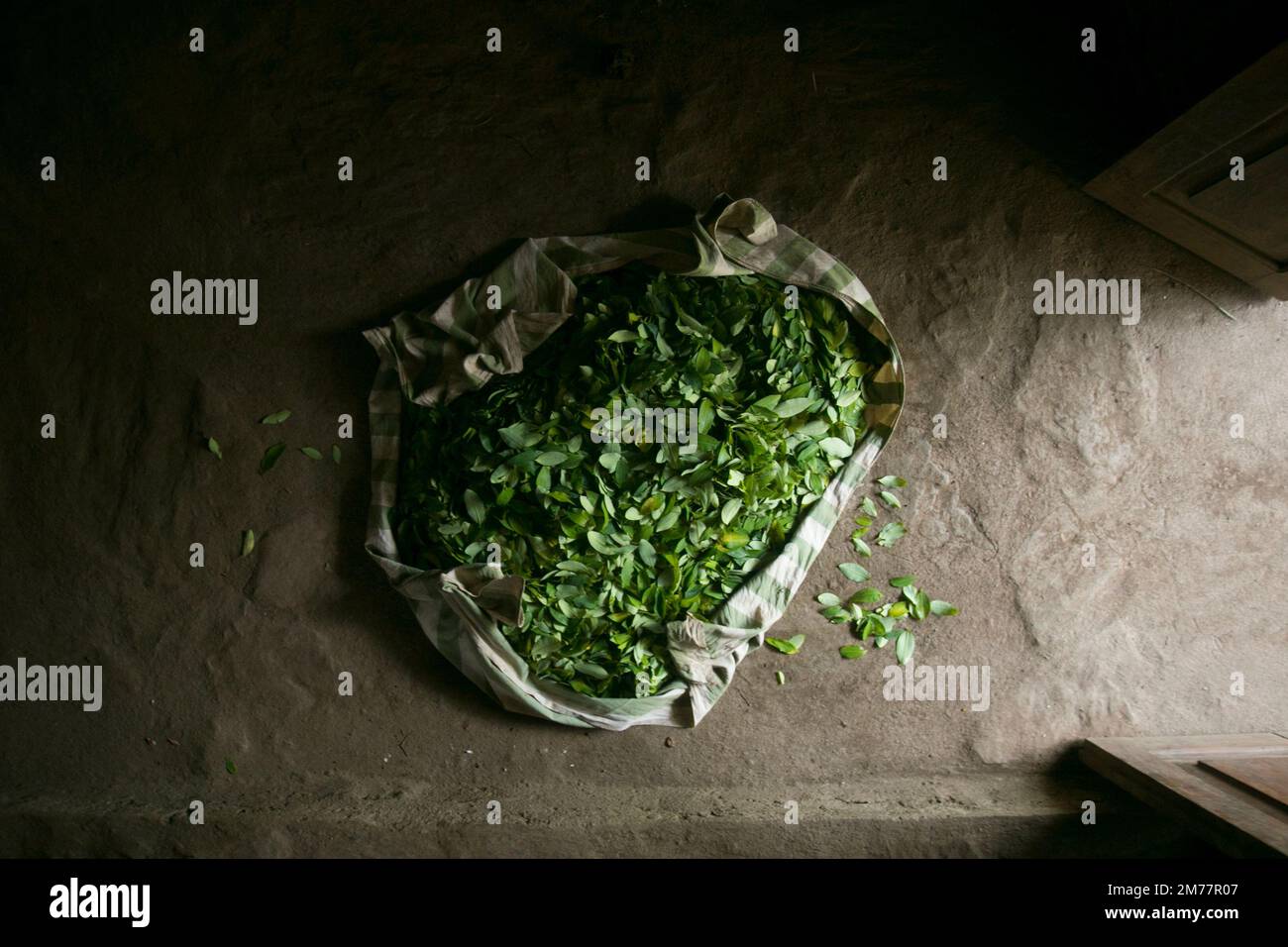 Organic plantation of coca plants in the Peruvian jungle. Farmer ...